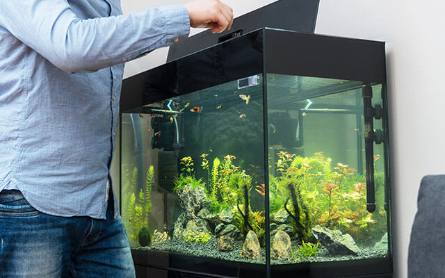 How to Move Fish: Tips for a Safe Journey | 1-800-PACK-RAT